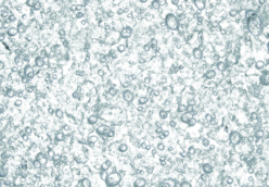 Vantris – Promedon